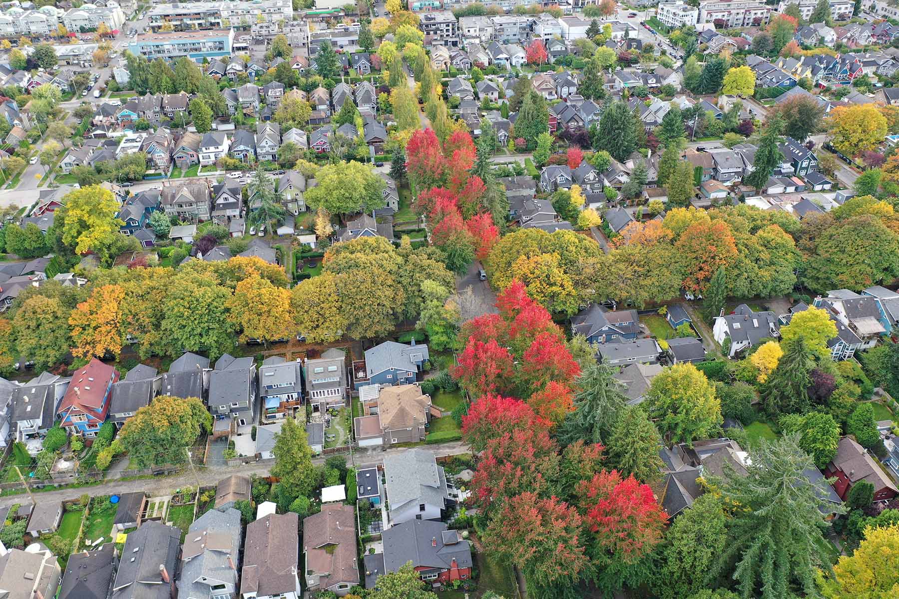 Spruce Up With The Healthy Tree Canopy Program - Neighborhood Gazette
