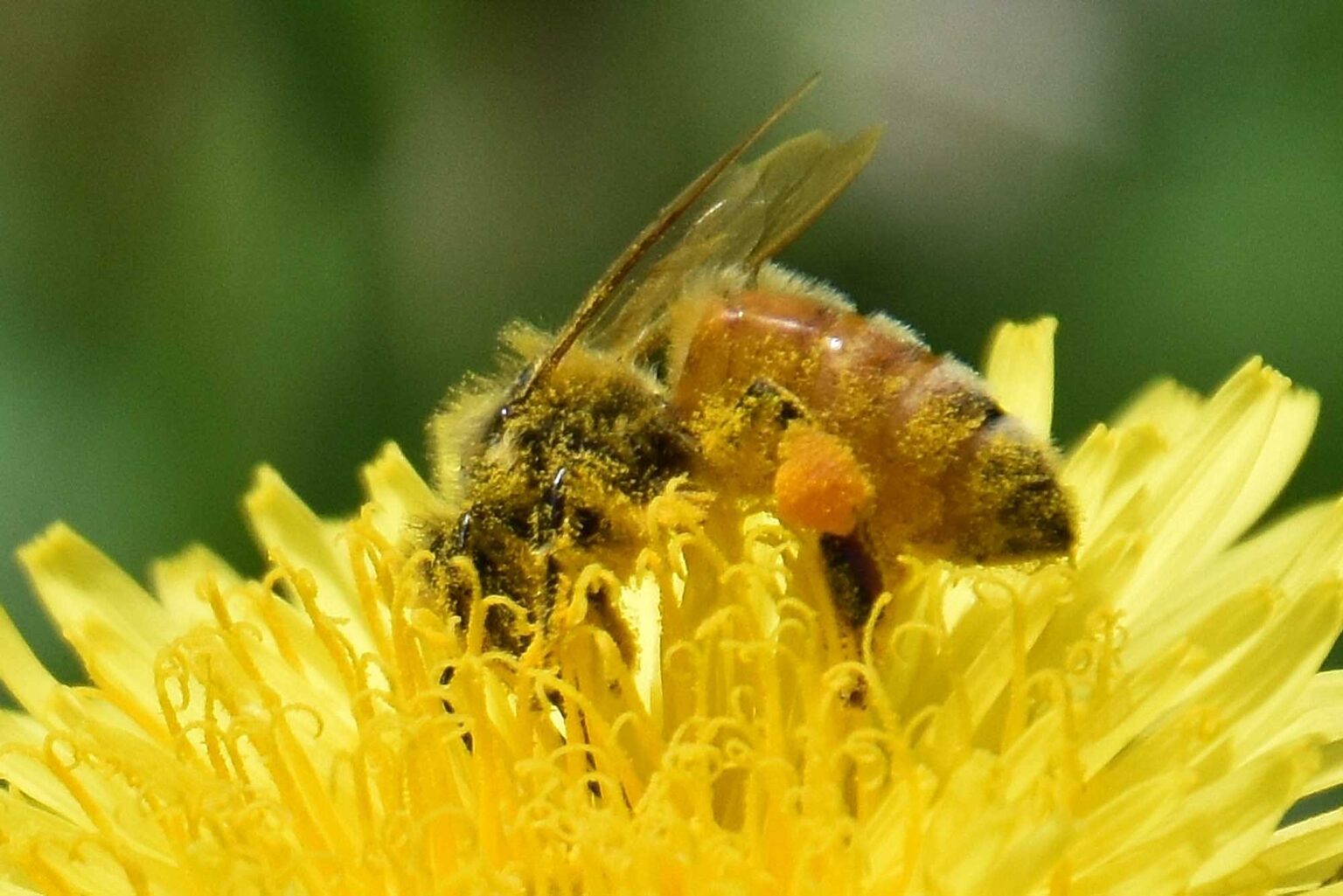 Our Friends, the Honeybees - Neighborhood Gazette