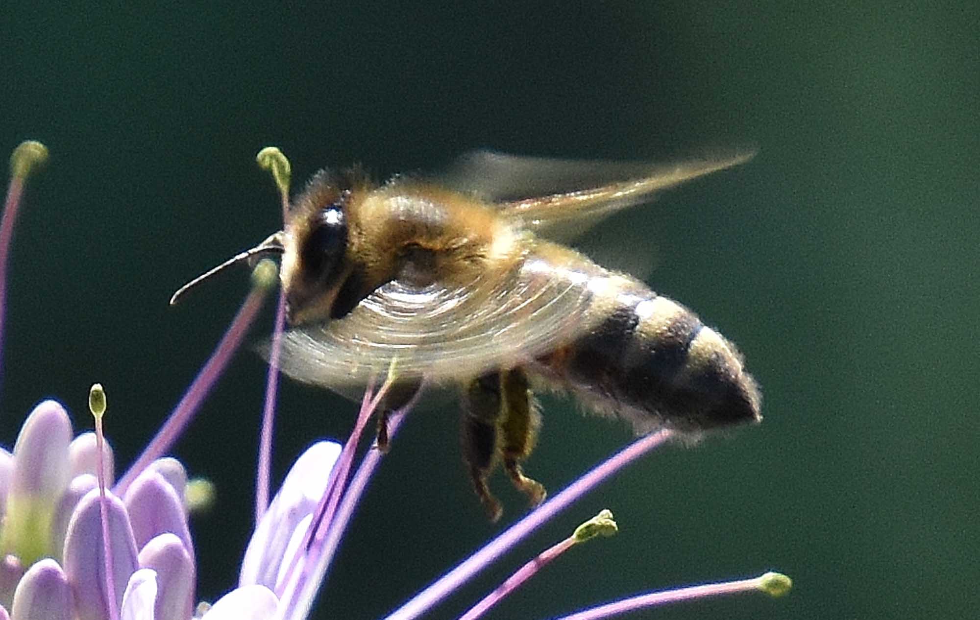 Our Friends, the Honeybees - Neighborhood Gazette