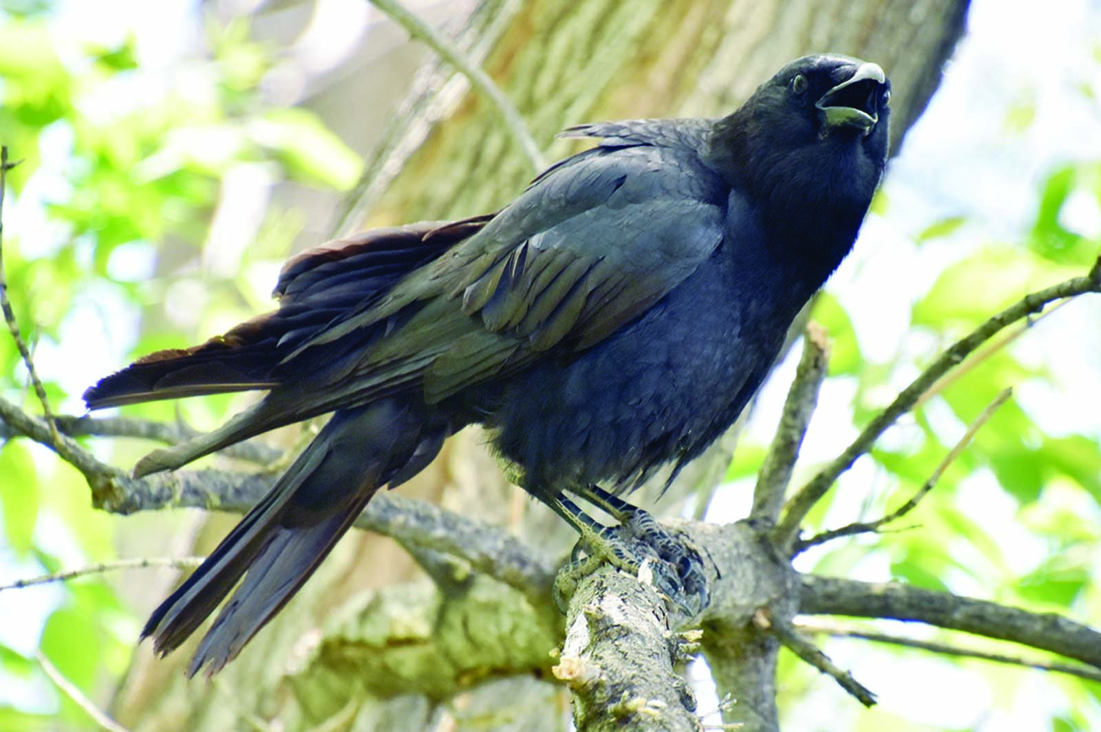 More Than “Caw Caw”: A Closer Look at Crows - Neighborhood Gazette